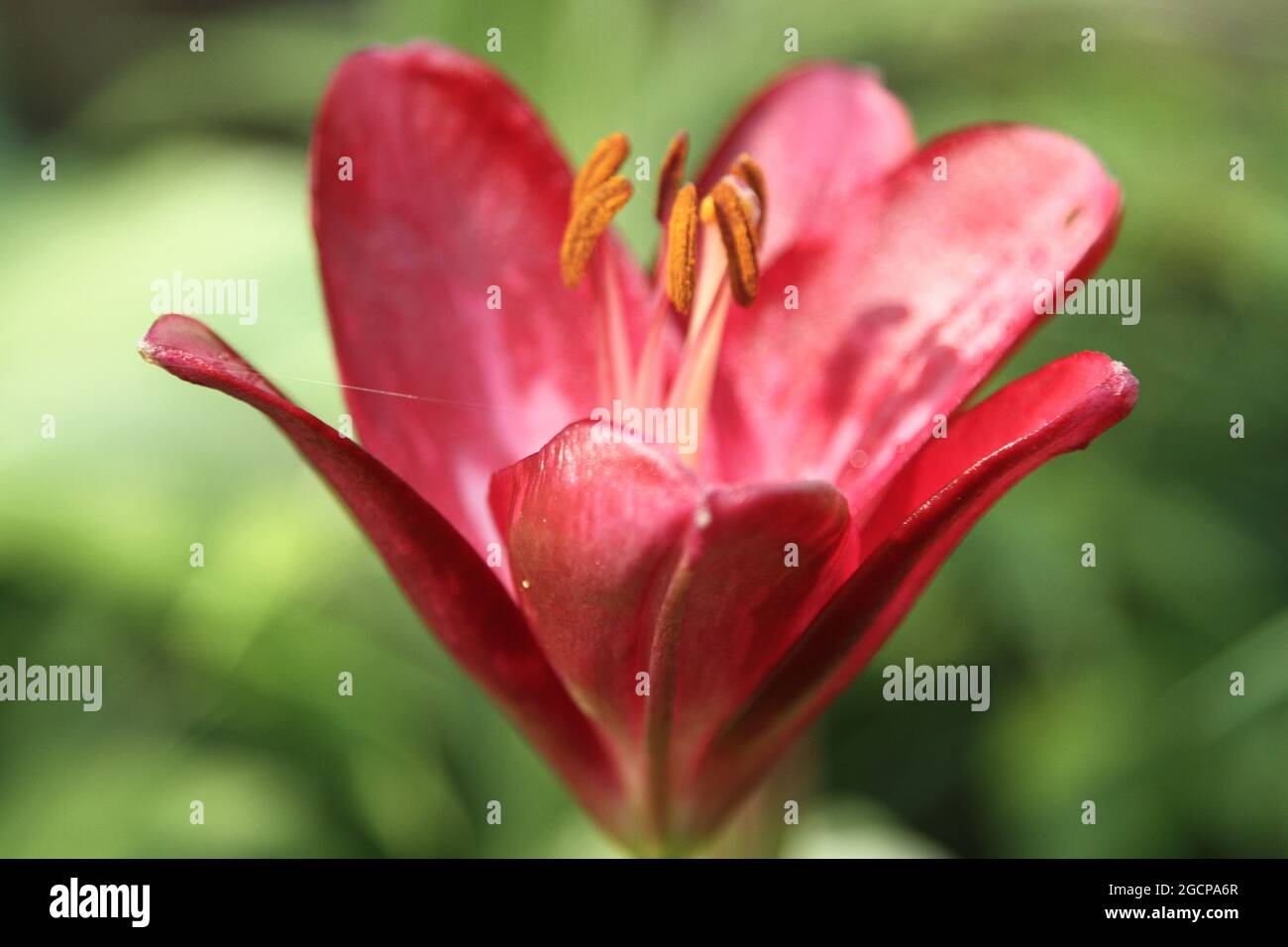 Lily, (genus Lilium) a species of herbaceous flowering plant of the ...