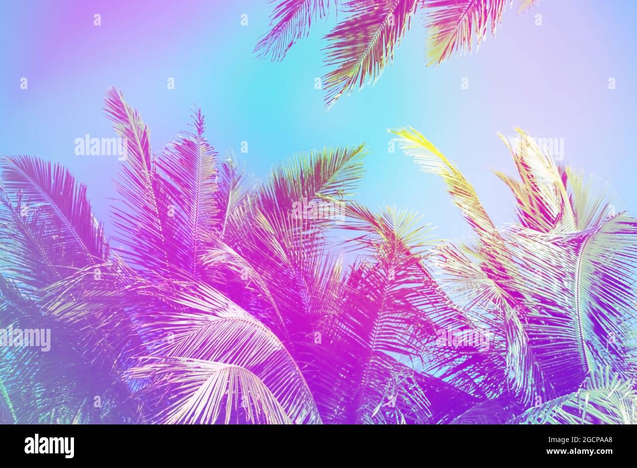 Blurred colorful coconut palm trees frame Pastel retro color Gradient ...