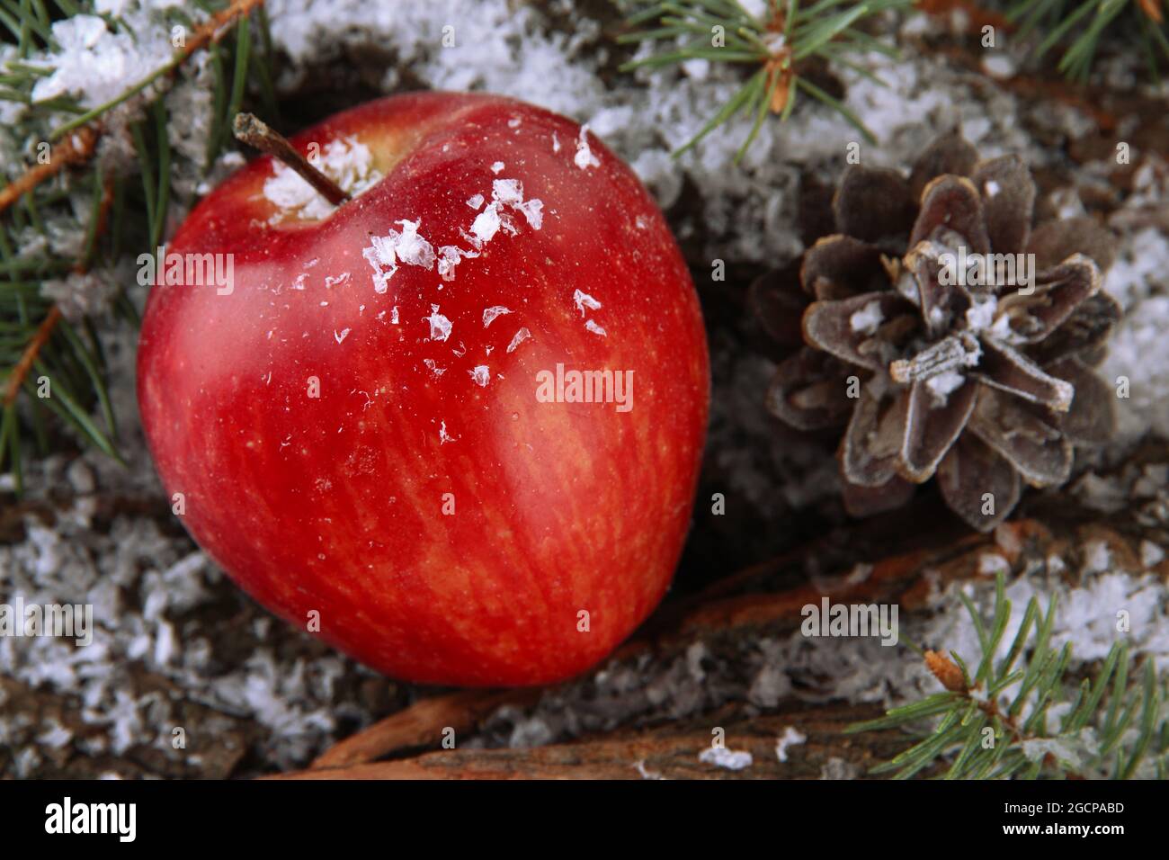 Red apple with fir branches on bark in snow close up Stock Photo - Alamy