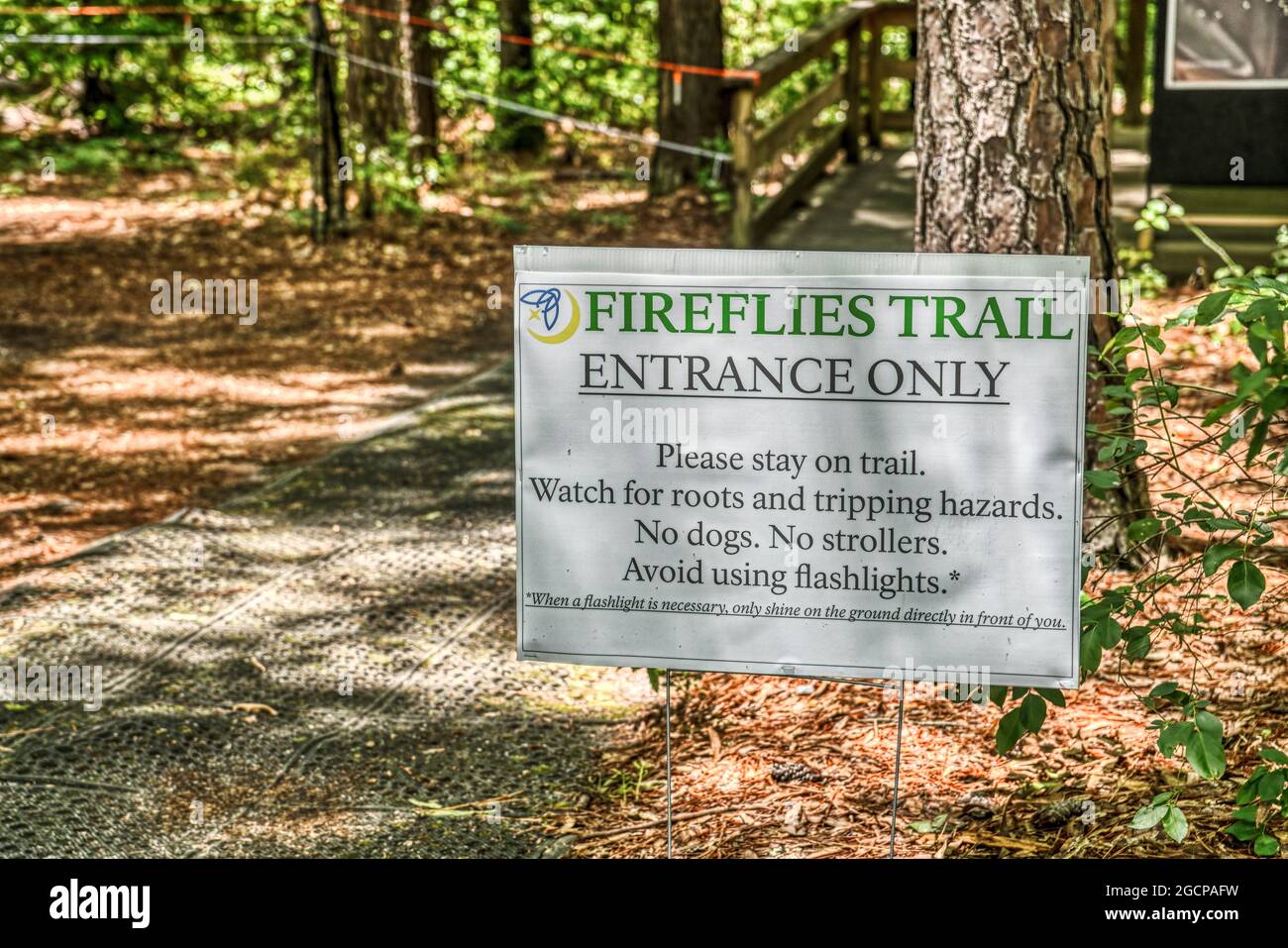 Synchronous Fireflies trail at Congaree National Park in South Carolina ...