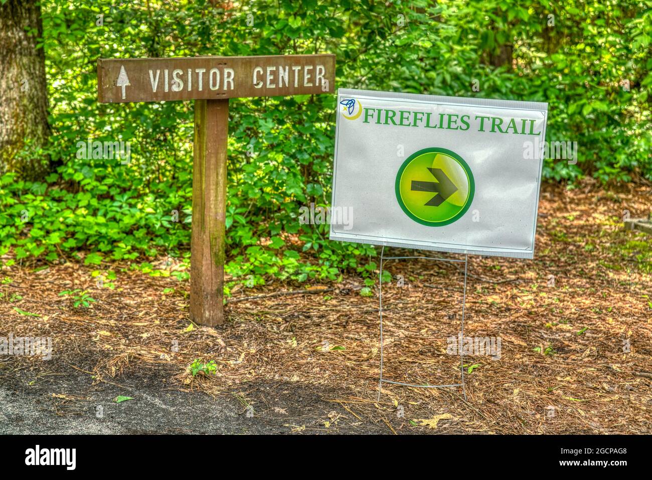 Synchronous Fireflies trail at Congaree National Park in South Carolina ...
