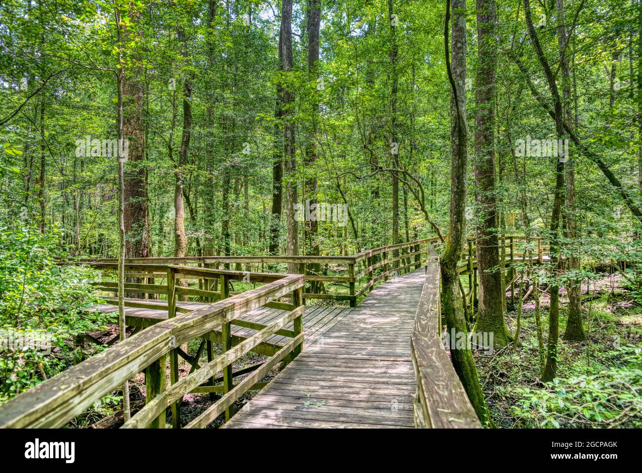 The Elevated Boardwalk leading through the largest old-growth ...