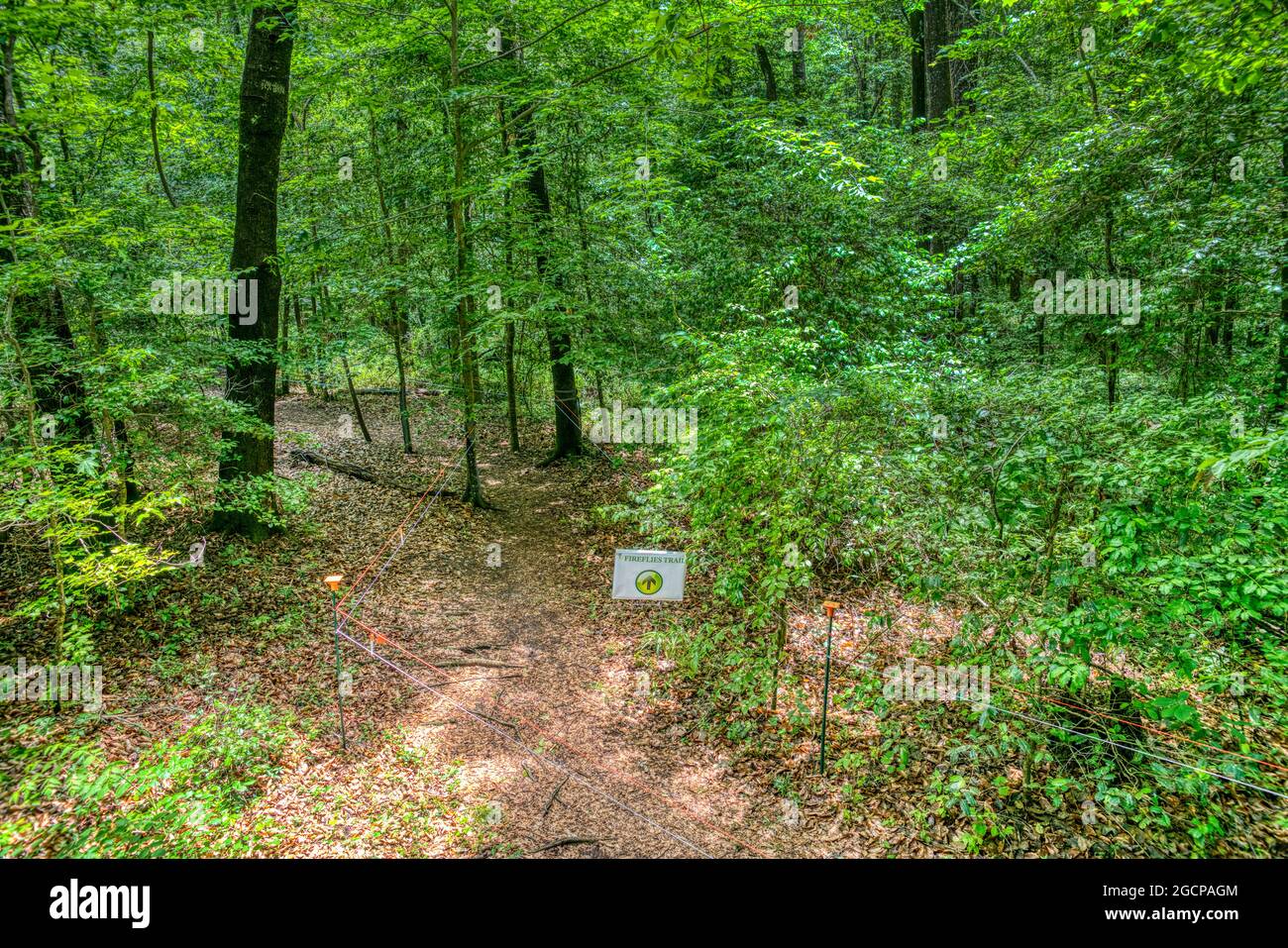 Synchronous Fireflies trail at Congaree National Park in South Carolina ...