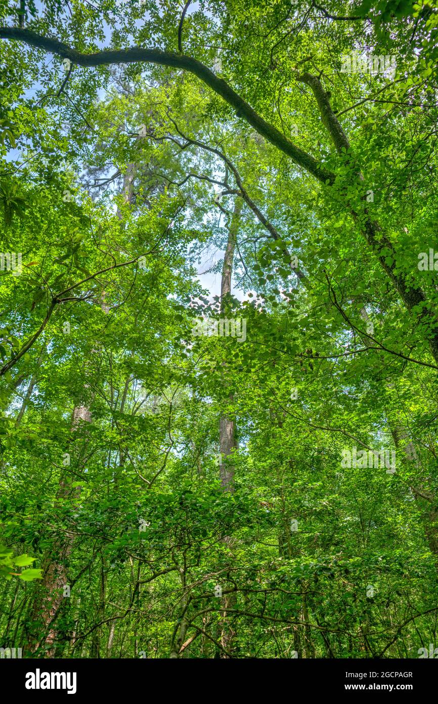 The canopy of the largest intact tract of old-growth bottomland ...