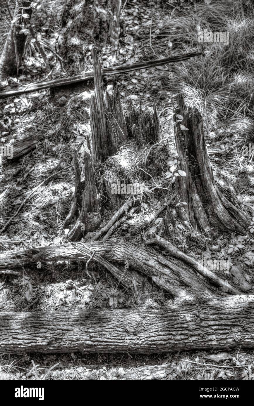An old tree stump forms the center of a forest still life at Congaree ...