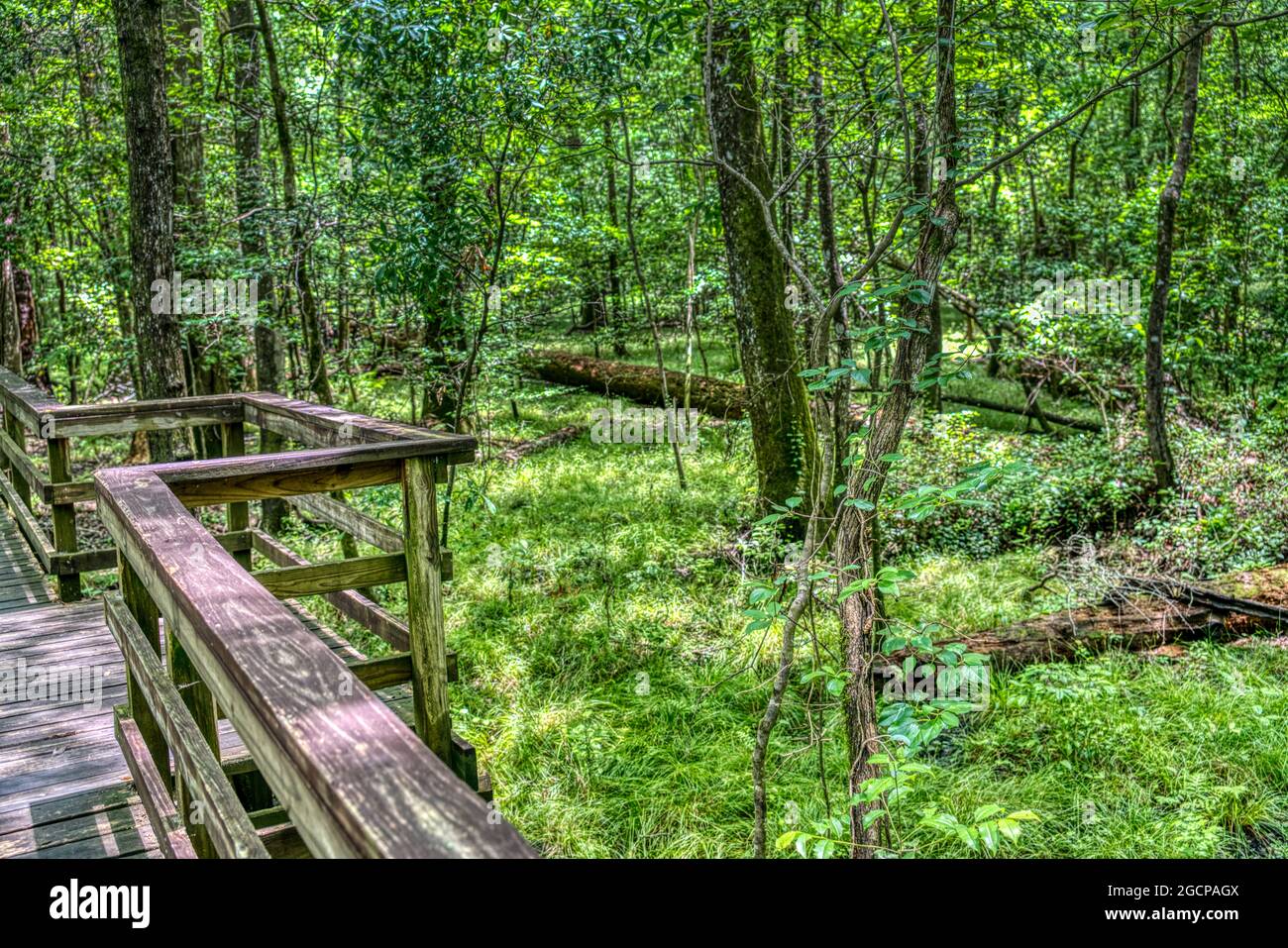The Elevated Boardwalk leading through the largest old-growth ...