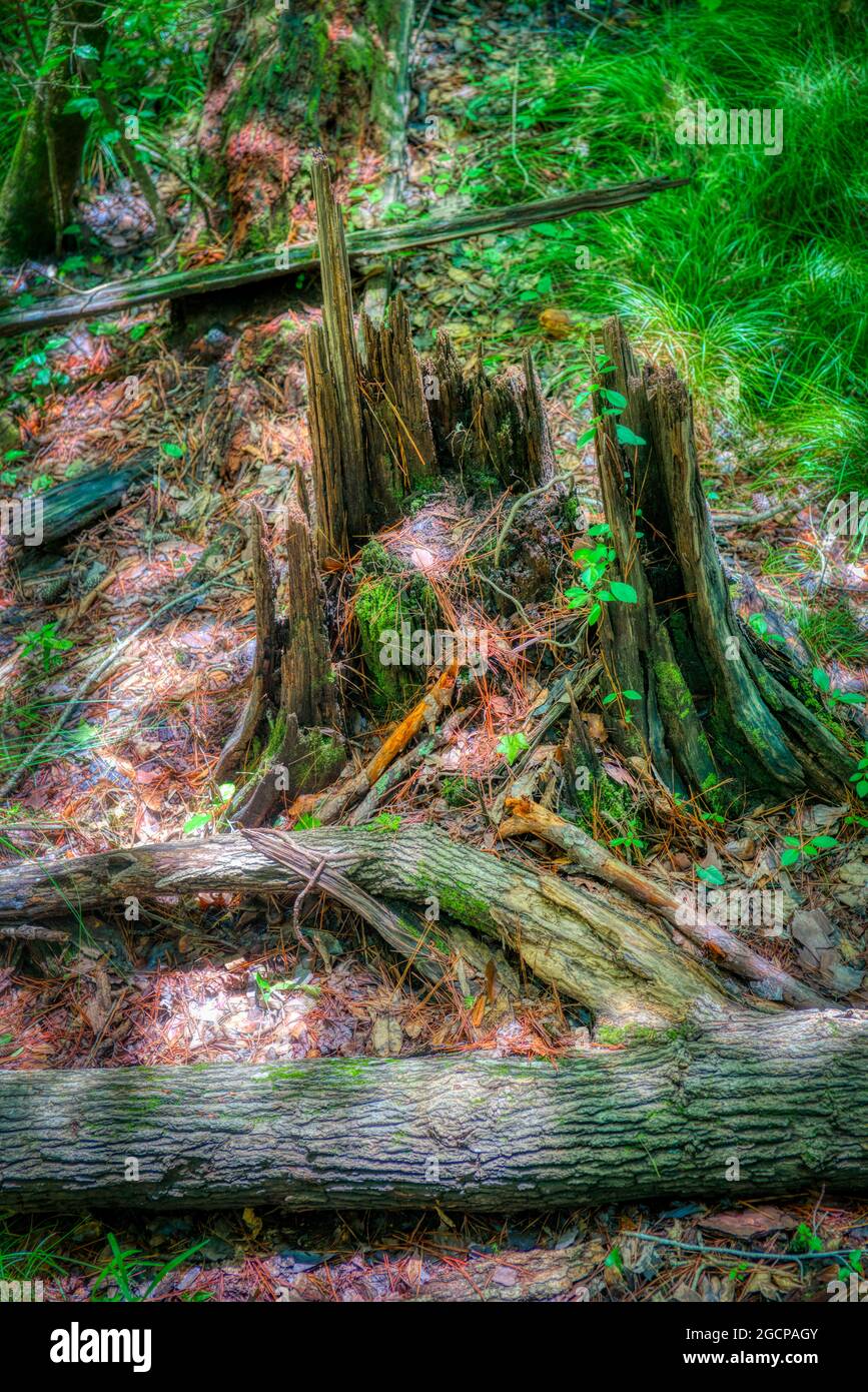 Tree forms in the floodplain forest hi-res stock photography and images ...