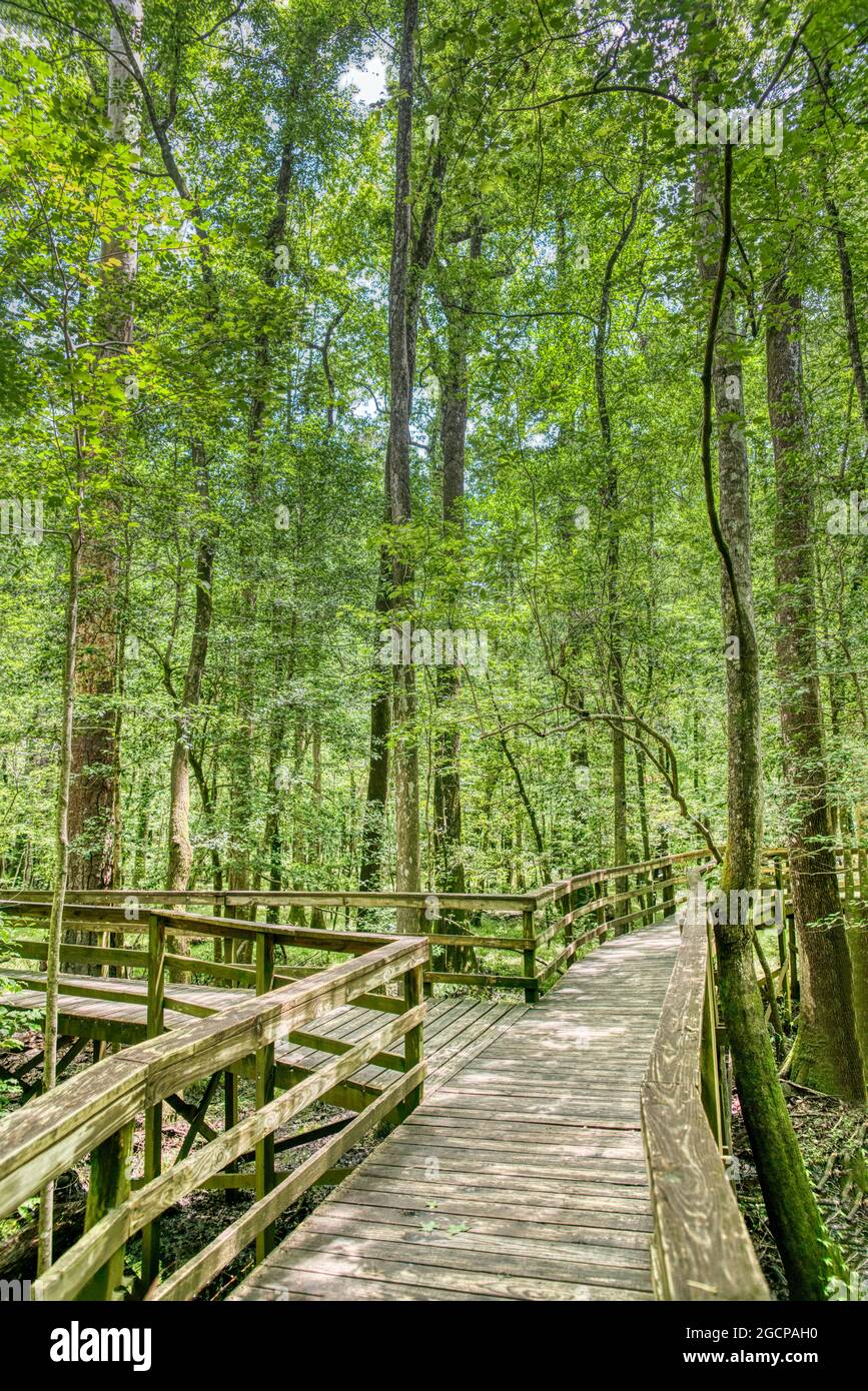 The Elevated Boardwalk leading through the largest old-growth ...