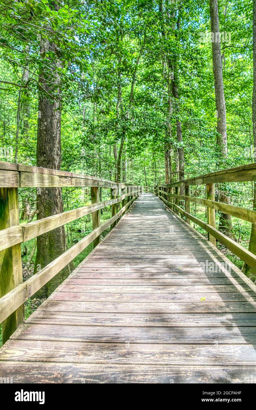 The Elevated Boardwalk leading through the largest old-growth ...
