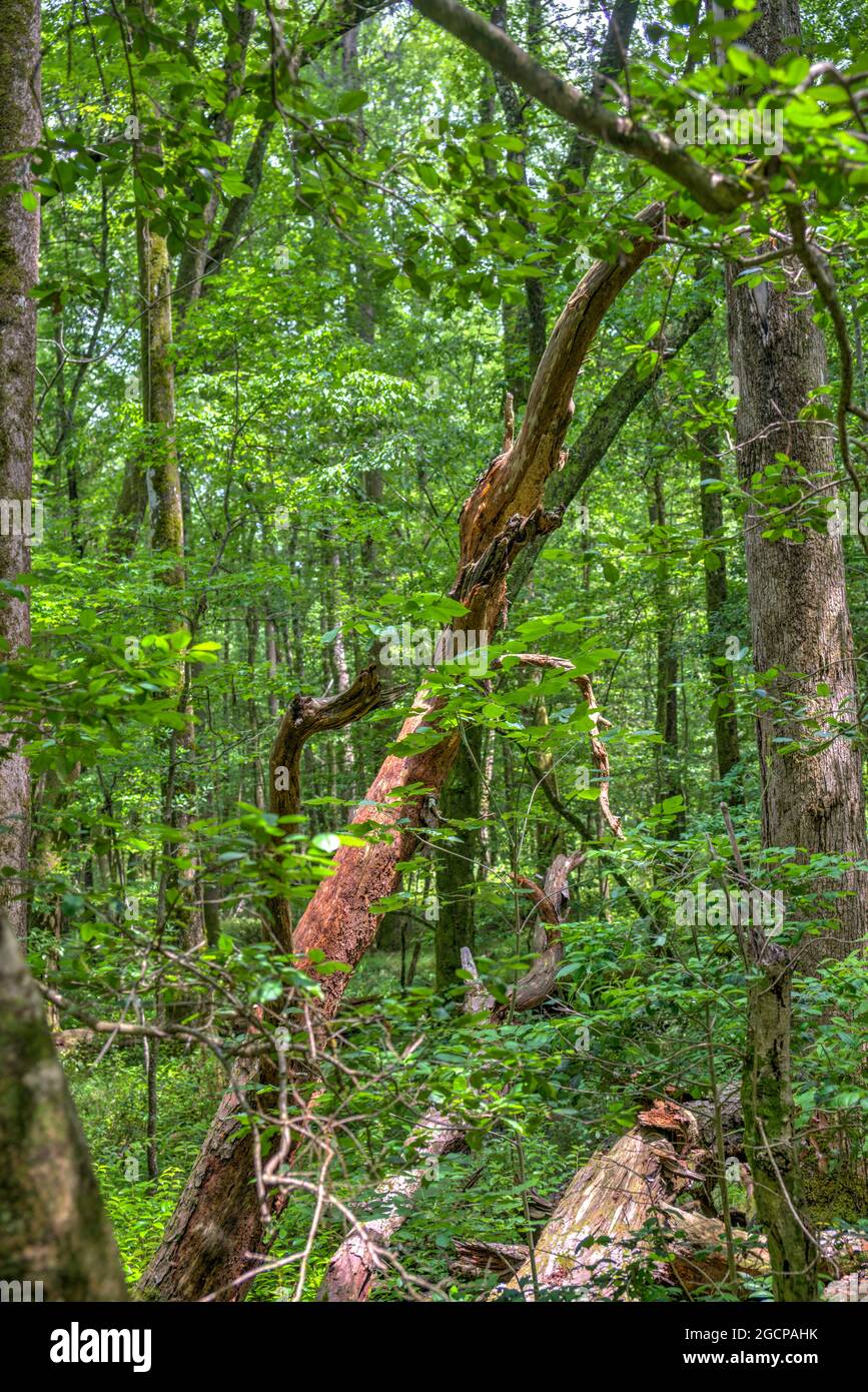 Live and dead trees compose the landscape of the hardwood forest at ...