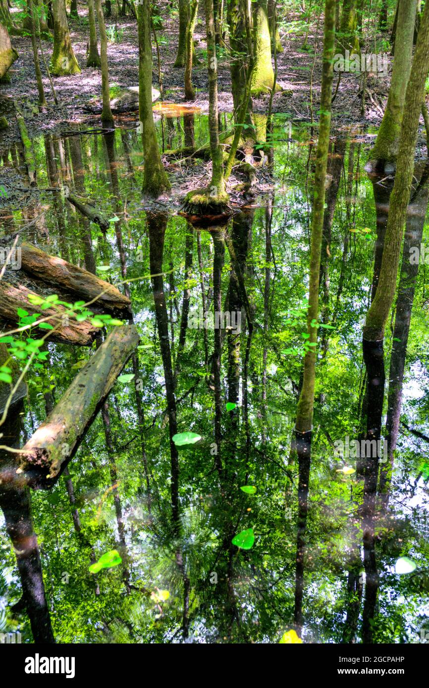 Hardwood swamps hi-res stock photography and images - Alamy