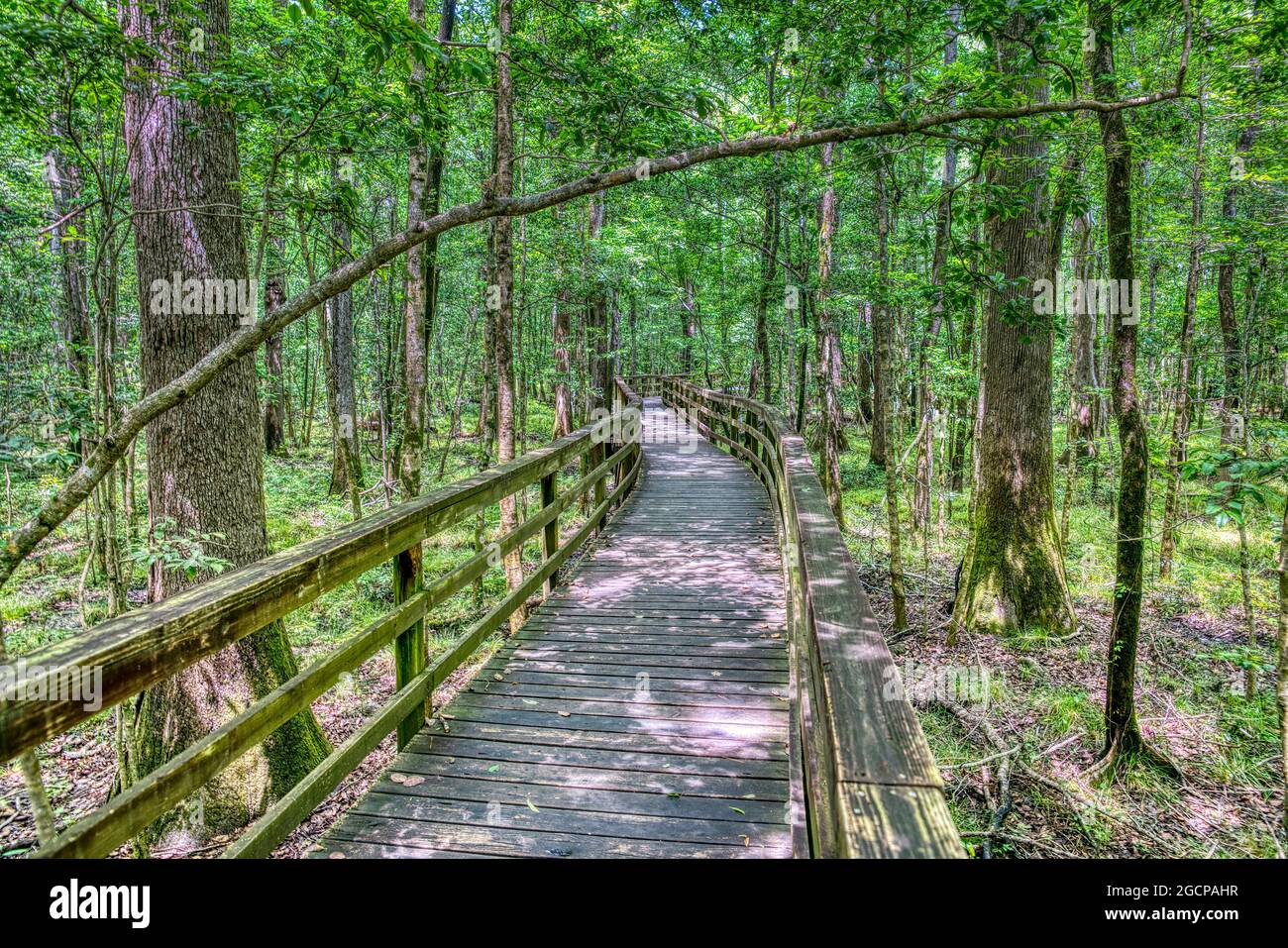 The Elevated Boardwalk through the largest old-growth bottomland ...