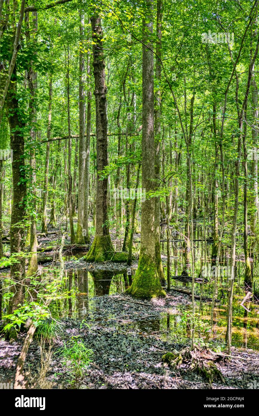 Hardwood swamps hi-res stock photography and images - Alamy