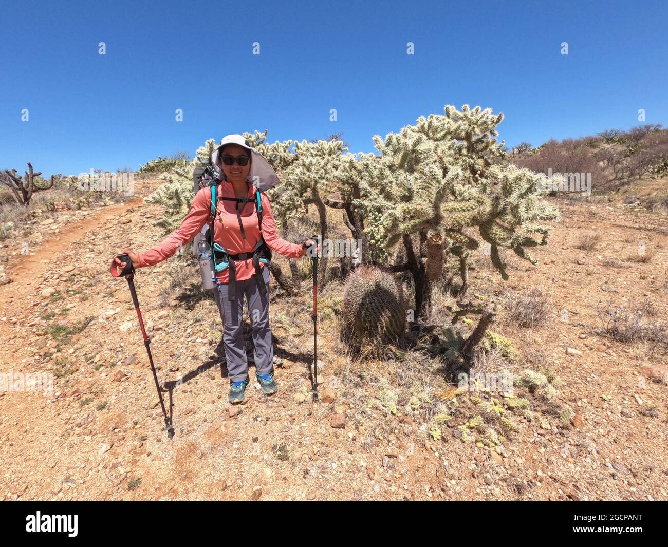 Cholla cactus barbs hi-res stock photography and images - Alamy