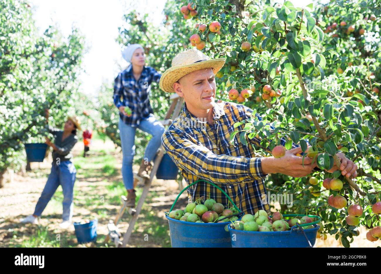 Three workers picking pears Stock Photo - Alamy