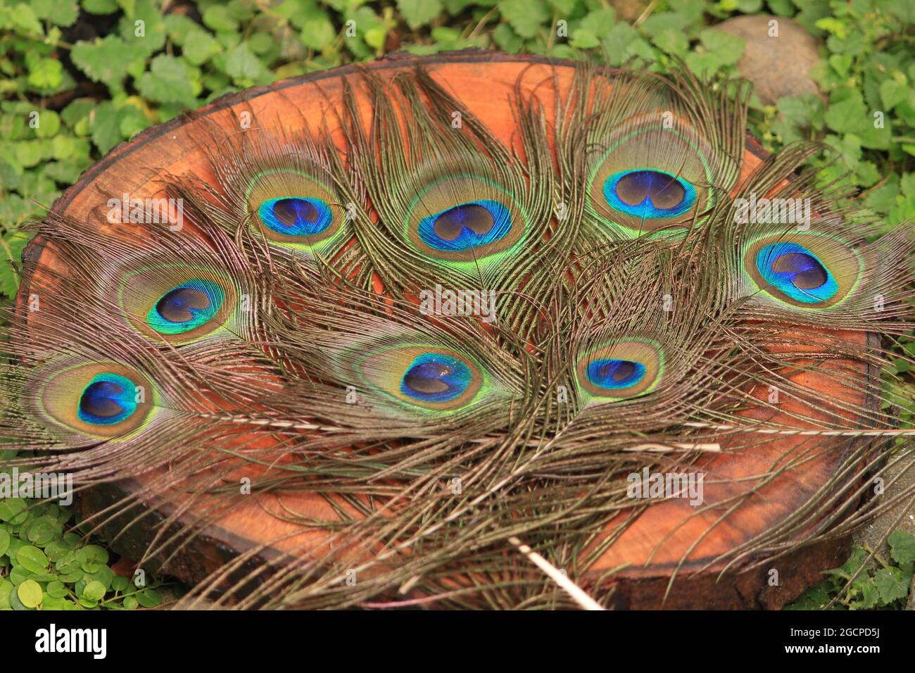 peacock feather detail and texture for fashion and decoration Stock ...