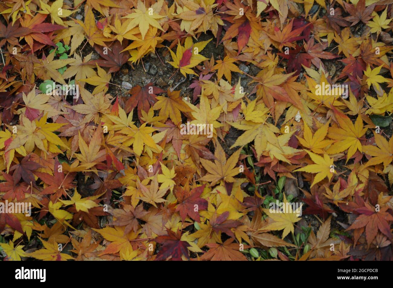 Multi colored fall leaves on the ground Stock Photo - Alamy