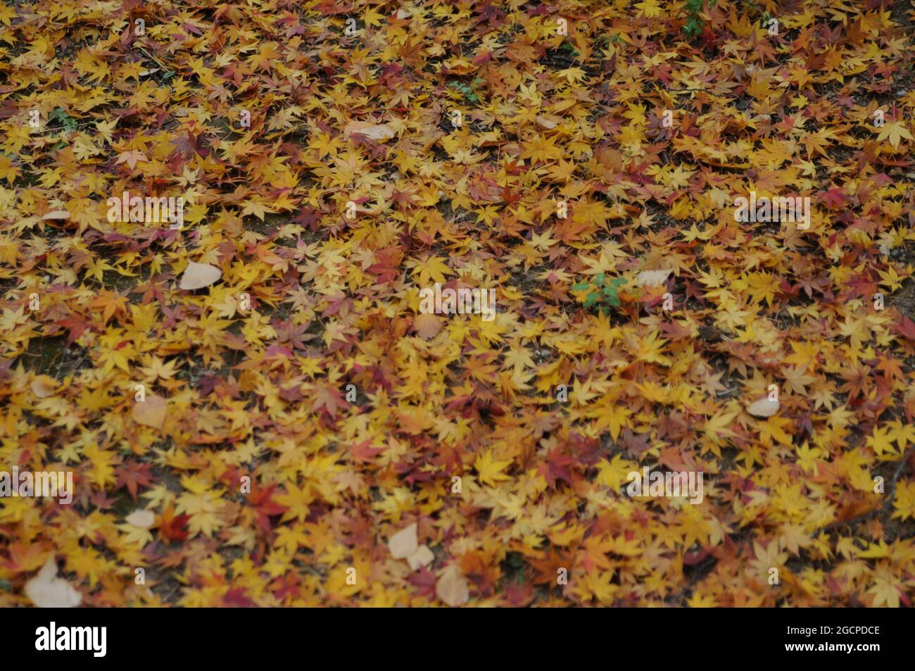 Multi colored fall leaves on the ground Stock Photo - Alamy