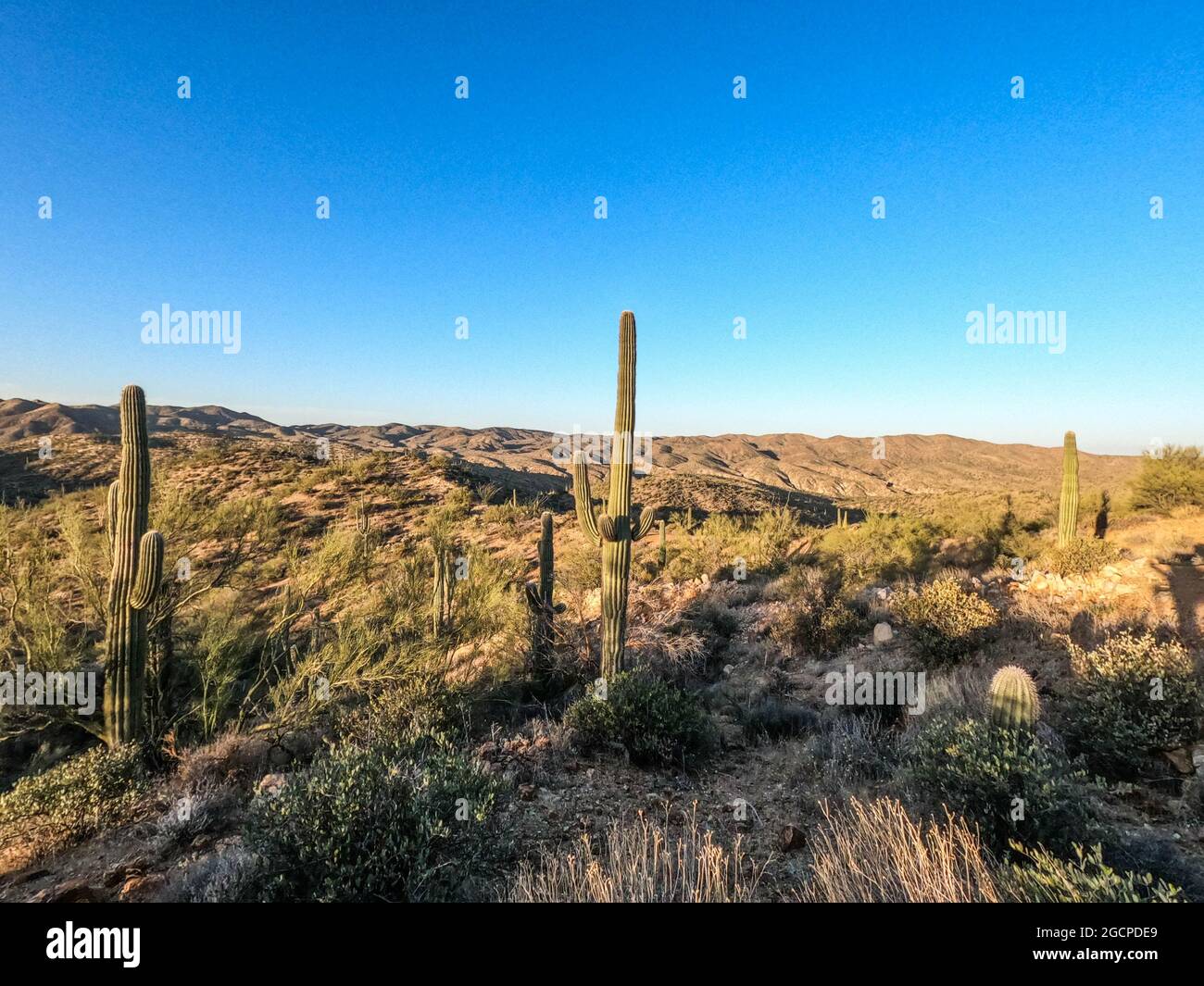 World’s tallest cactus, the saguaro, Arizona Trail, Saguaro National ...