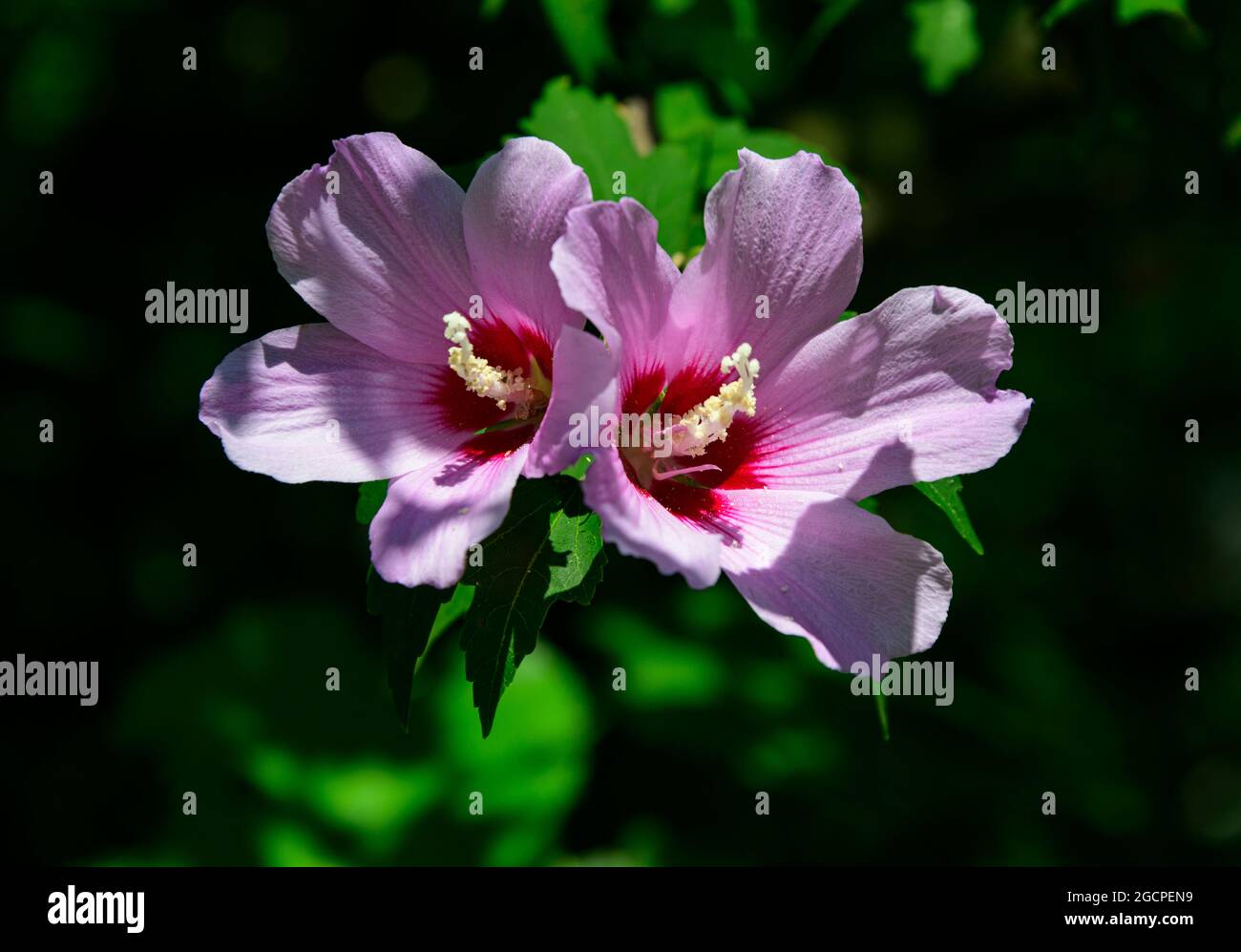 Edan park hi-res stock photography and images - Alamy