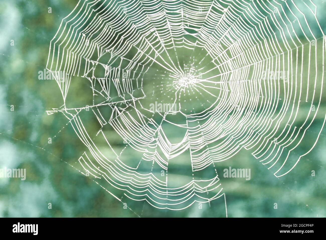 Beautiful spider web background close-up. Soft focus. Background Stock ...