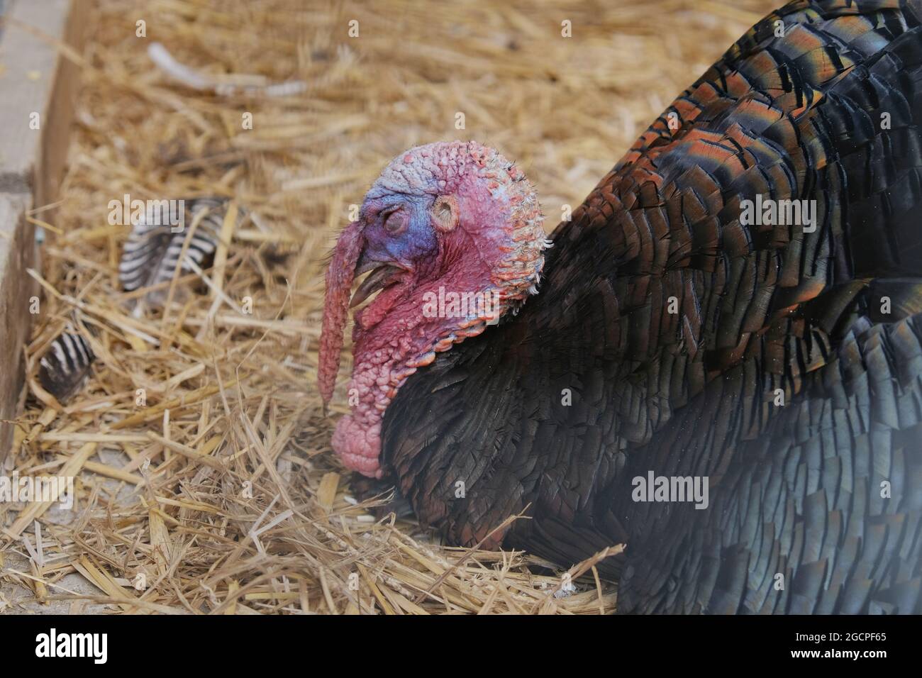 A Turkey dozes at a city farm in London. The long snood over the bird's ...