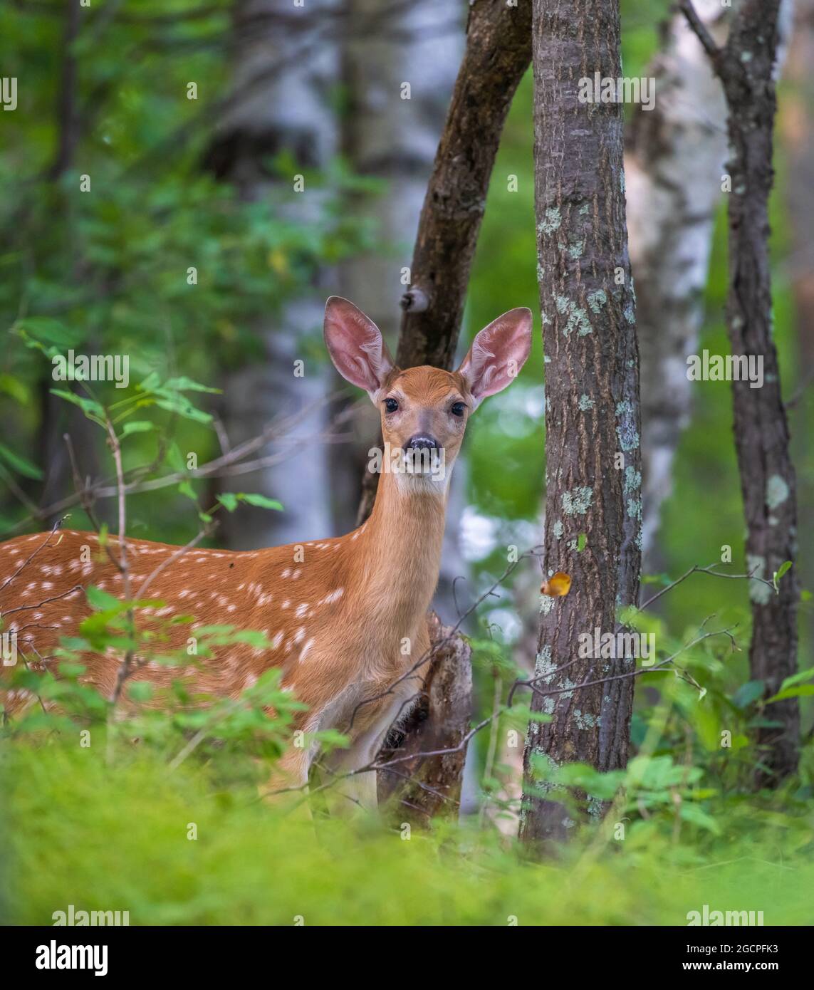 White-tailed fawn in a northern Wisconsin woodland Stock Photo - Alamy
