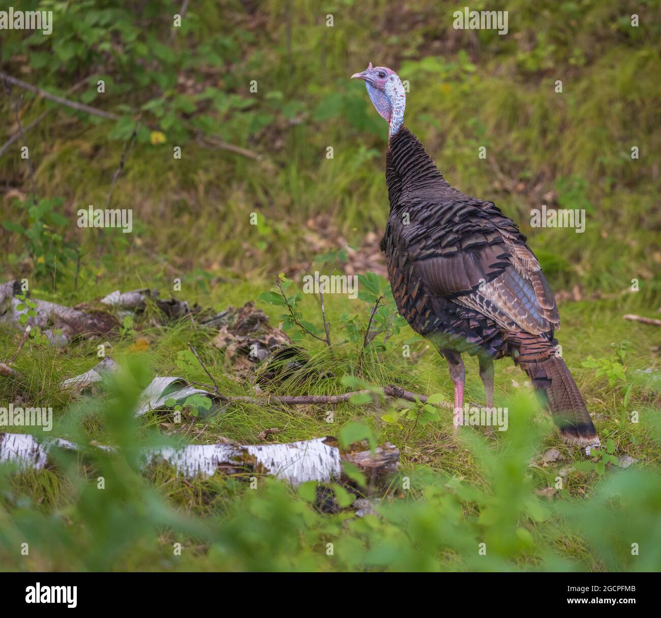 Jake eastern wild turkey in northern Wisconsin Stock Photo - Alamy