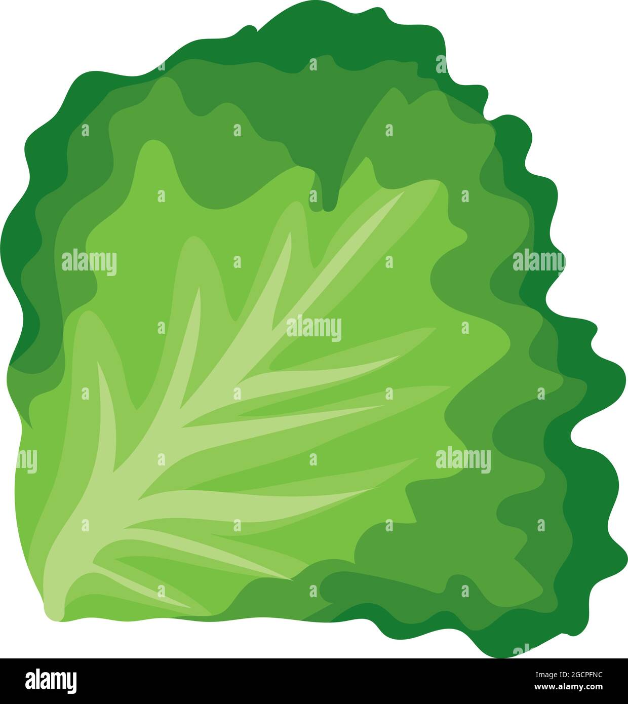 green lettuce illustration Stock Vector Image & Art - Alamy