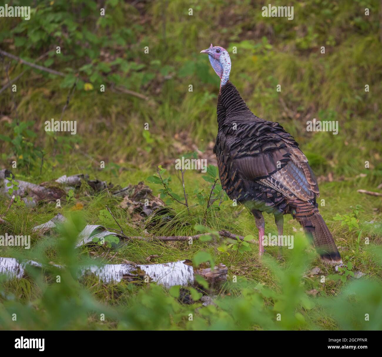 Jake eastern wild turkey in northern Wisconsin Stock Photo - Alamy