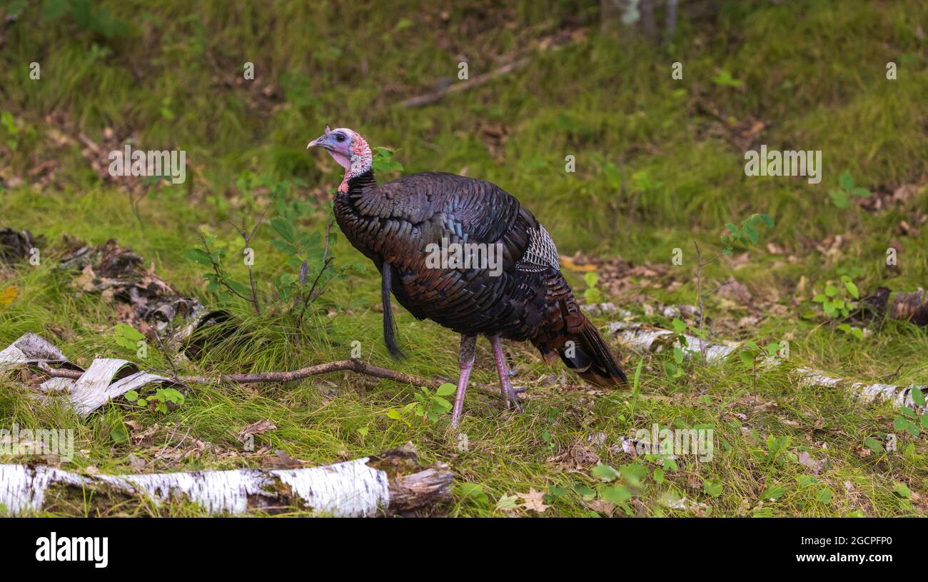 Tom turke hi-res stock photography and images - Alamy