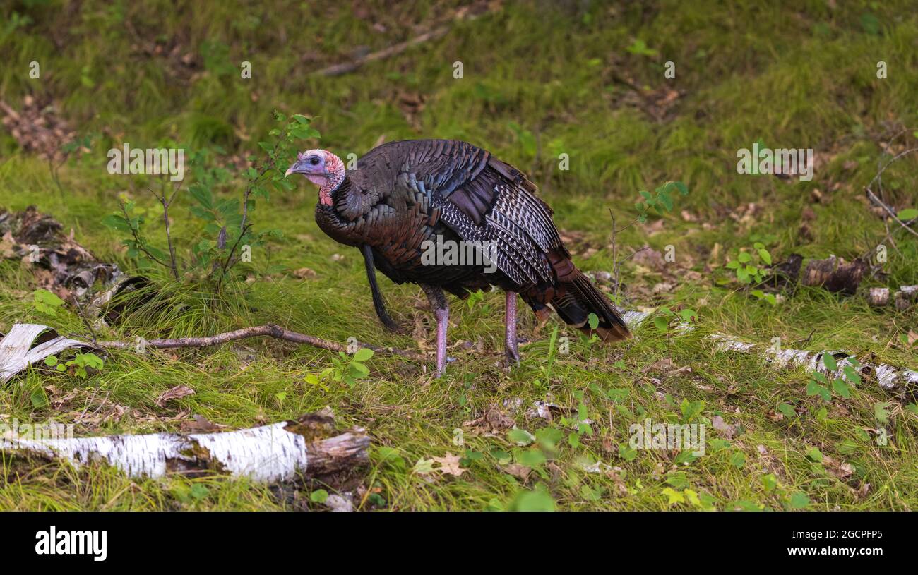 Tom turke hi-res stock photography and images - Alamy