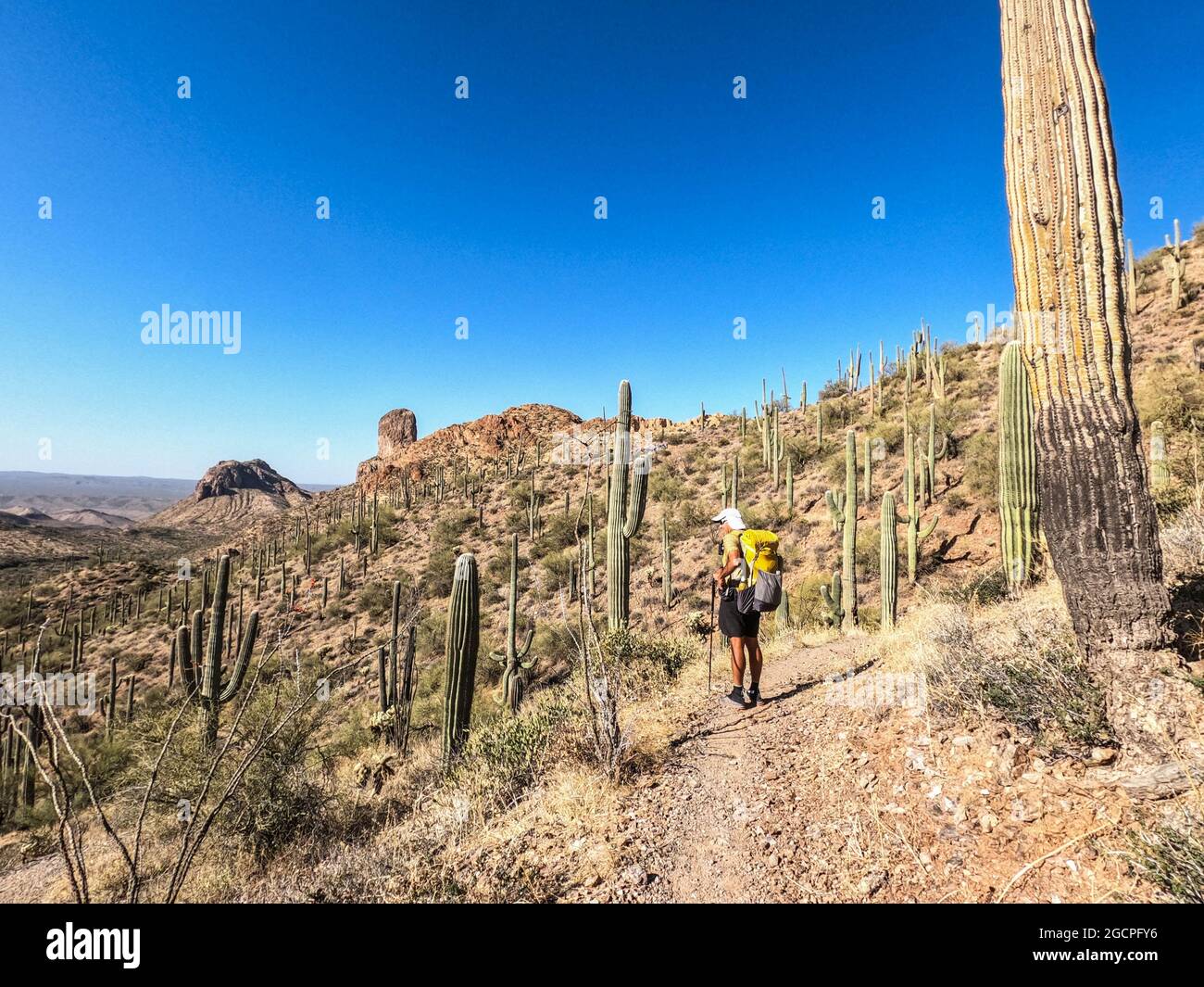 Saguaro plants hi-res stock photography and images - Alamy