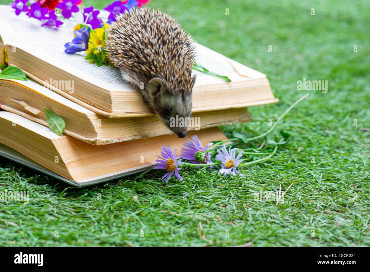 a little hedgehog sits on books in a clearing Stock Photo - Alamy