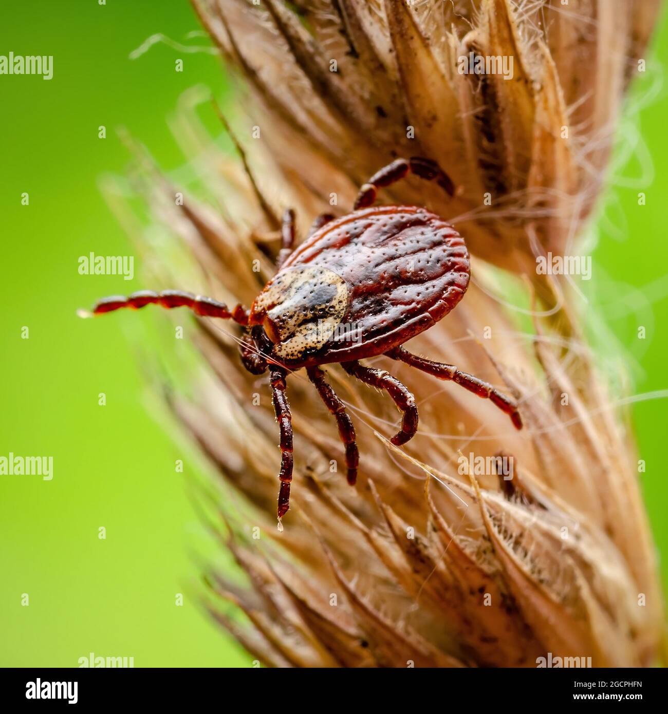 Encephalitis Virus or Lyme Borreliosis Disease or Monkey Fever ...