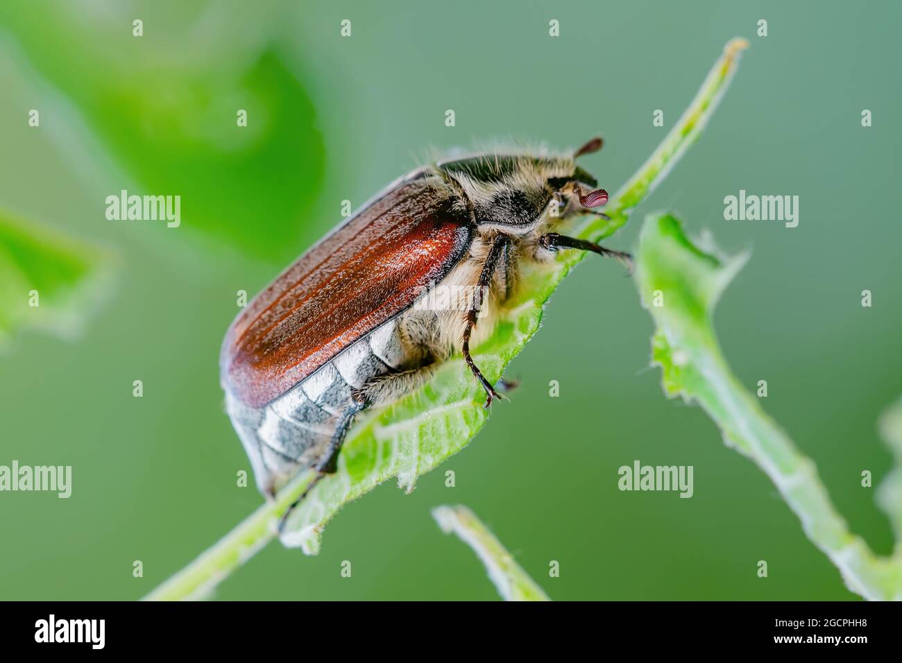 Cockchafer Melolontha May Beetle Bug Insect Macro Stock Photo - Alamy
