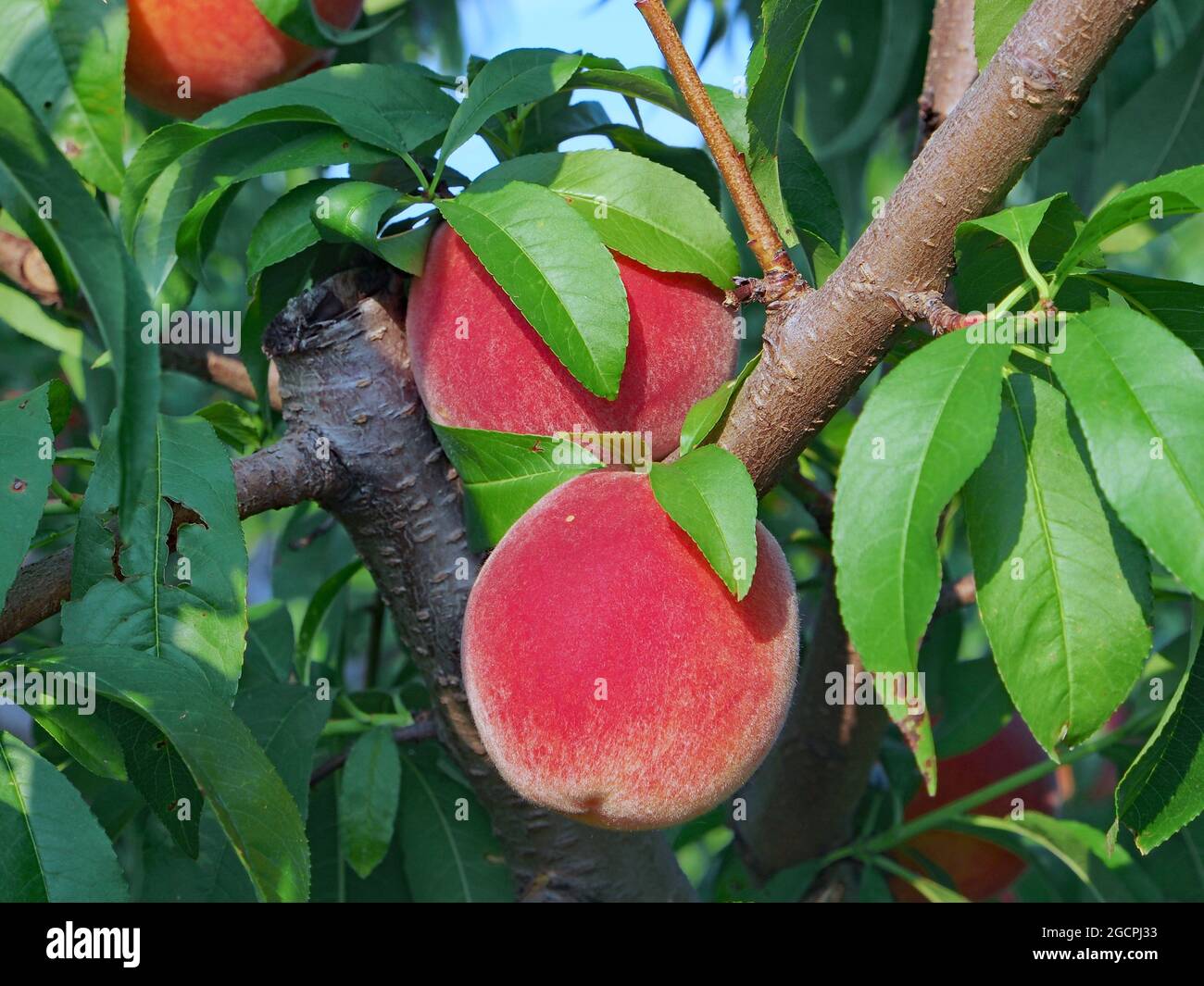 Ripening peaches on tree hi-res stock photography and images - Alamy