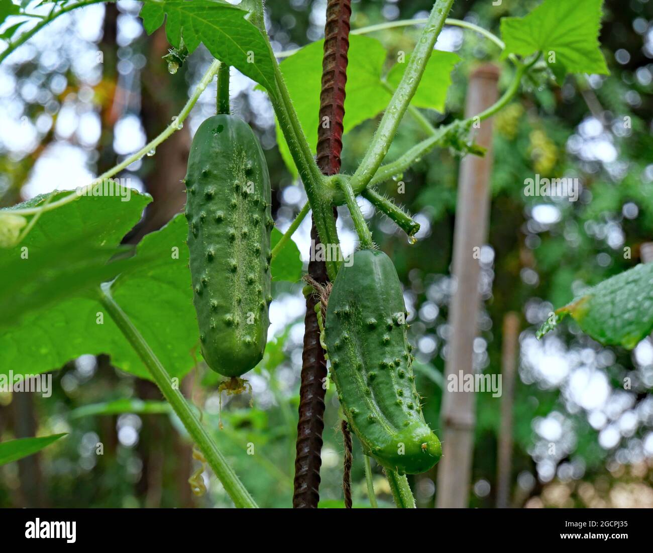 Close up view of two small pickling cucumbers growing on the vine Stock ...