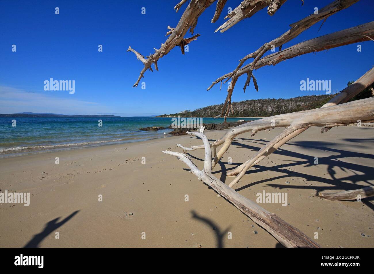branches on a beach in tasmania Stock Photo - Alamy
