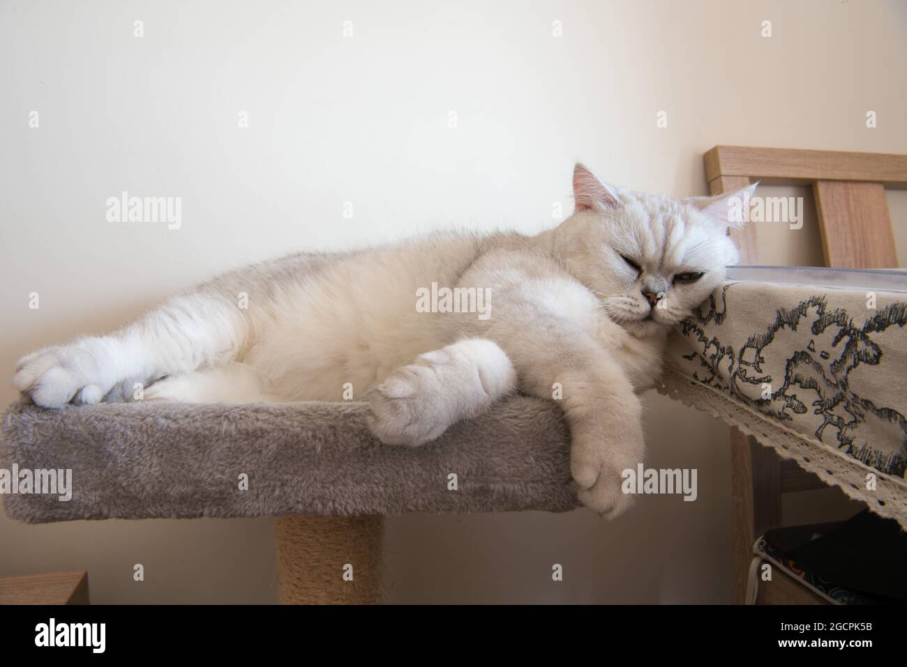Cat lying sleeping peacefully on scratching post toy platform Stock ...