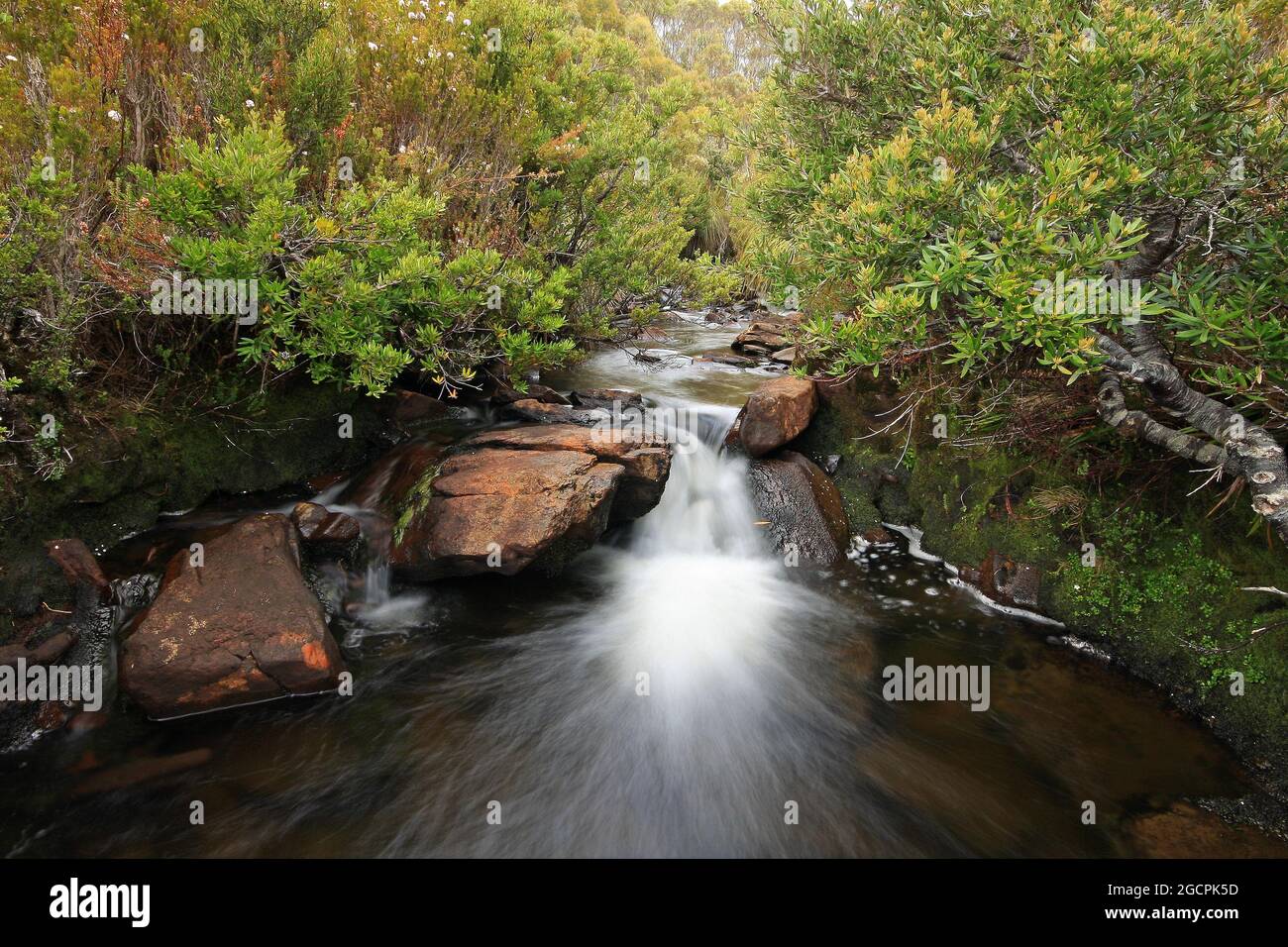 small cascade and creek in tasmania Stock Photo - Alamy