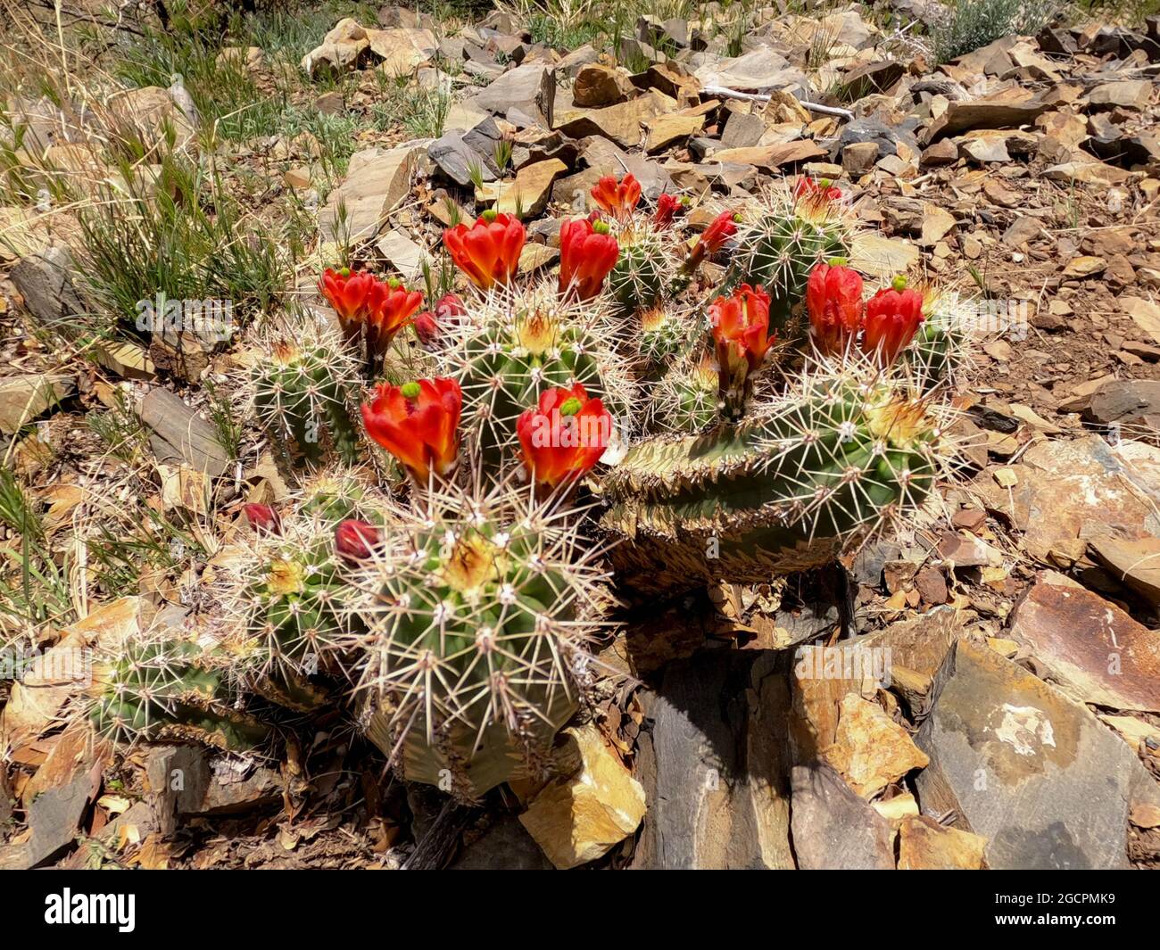 Scarlet hedgehog cactus flowers (Echinocereus coccineus) along the ...
