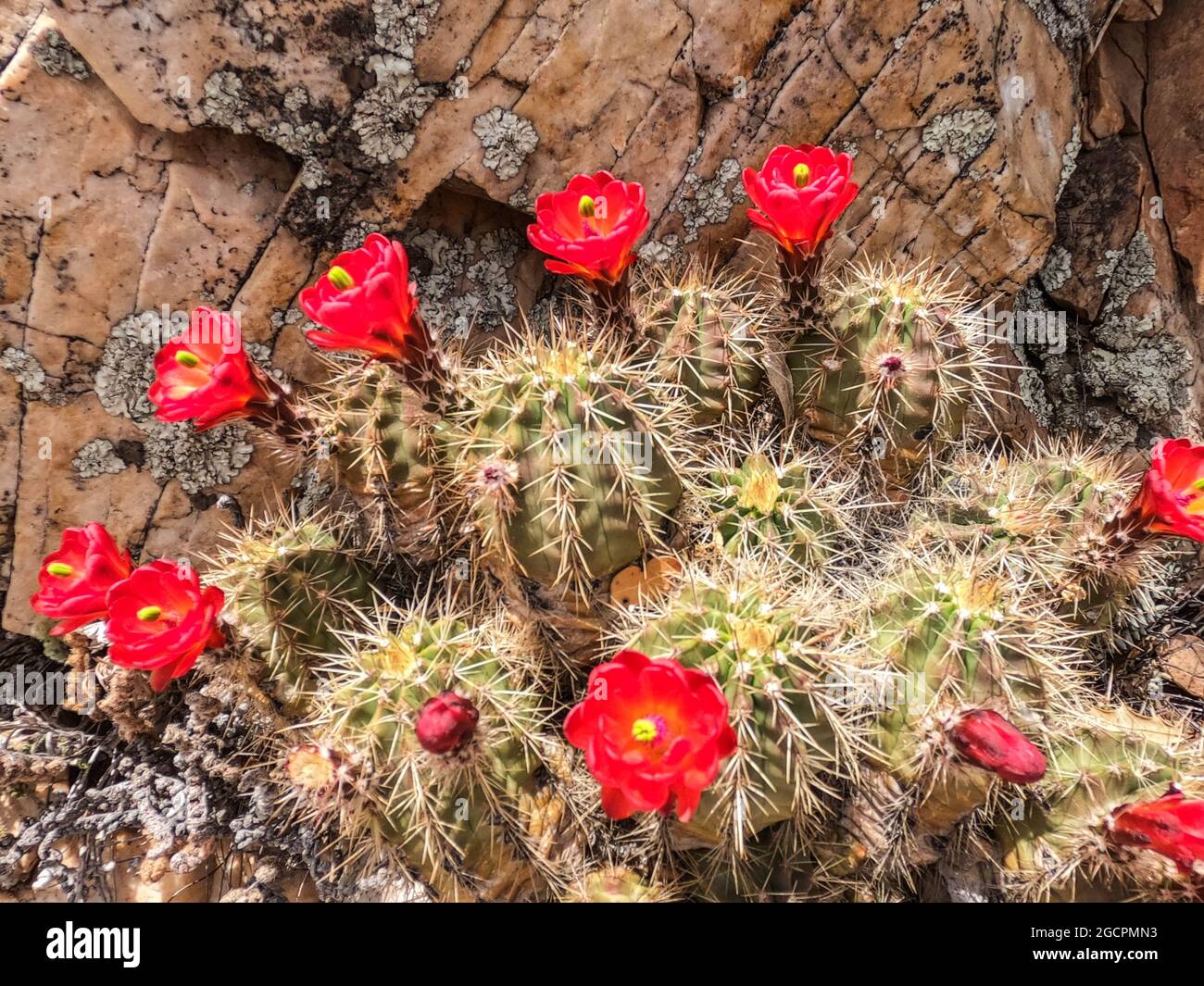Scarlet hedgehog cactus flowers (Echinocereus coccineus) along the ...