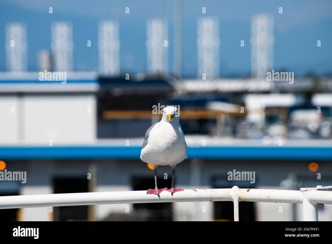A seagull hitching a free ride on BC Ferries Stock Photo - Alamy