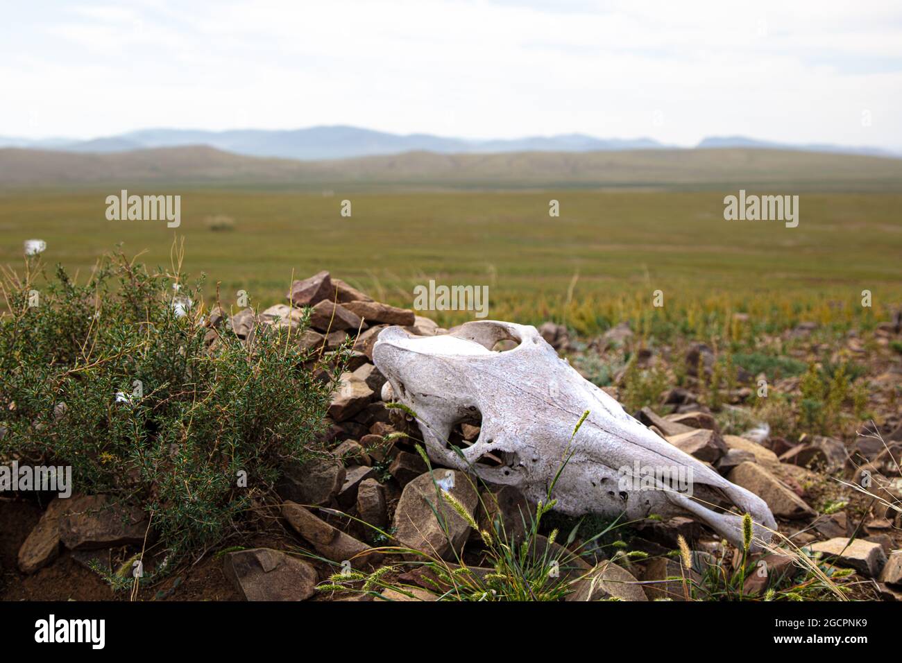 A shrine somewhere in the landscape of Mongolia. A skull of a cow on a ...