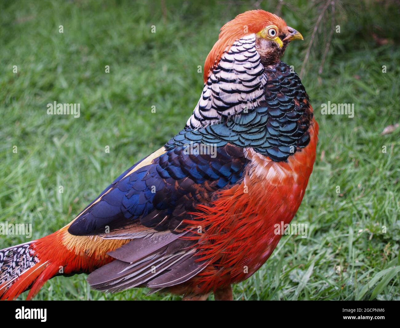 Stunning colors of cock pheasant closeup red dominant color with blue ...
