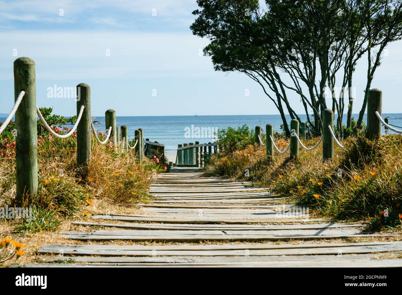 Plank path with bollards and rope leading through beach vegetation to ...