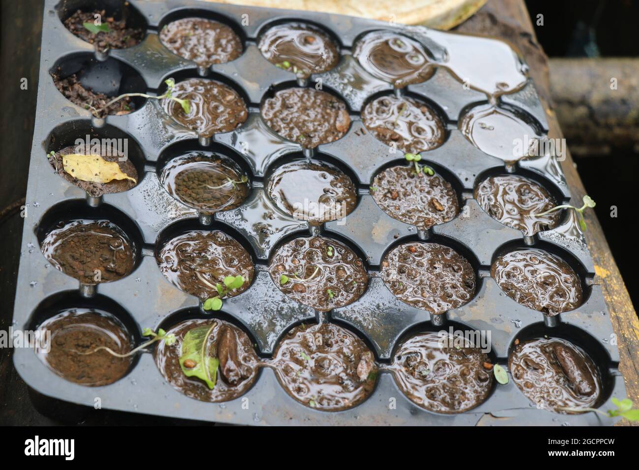 Biodegradable plants hi-res stock photography and images - Alamy