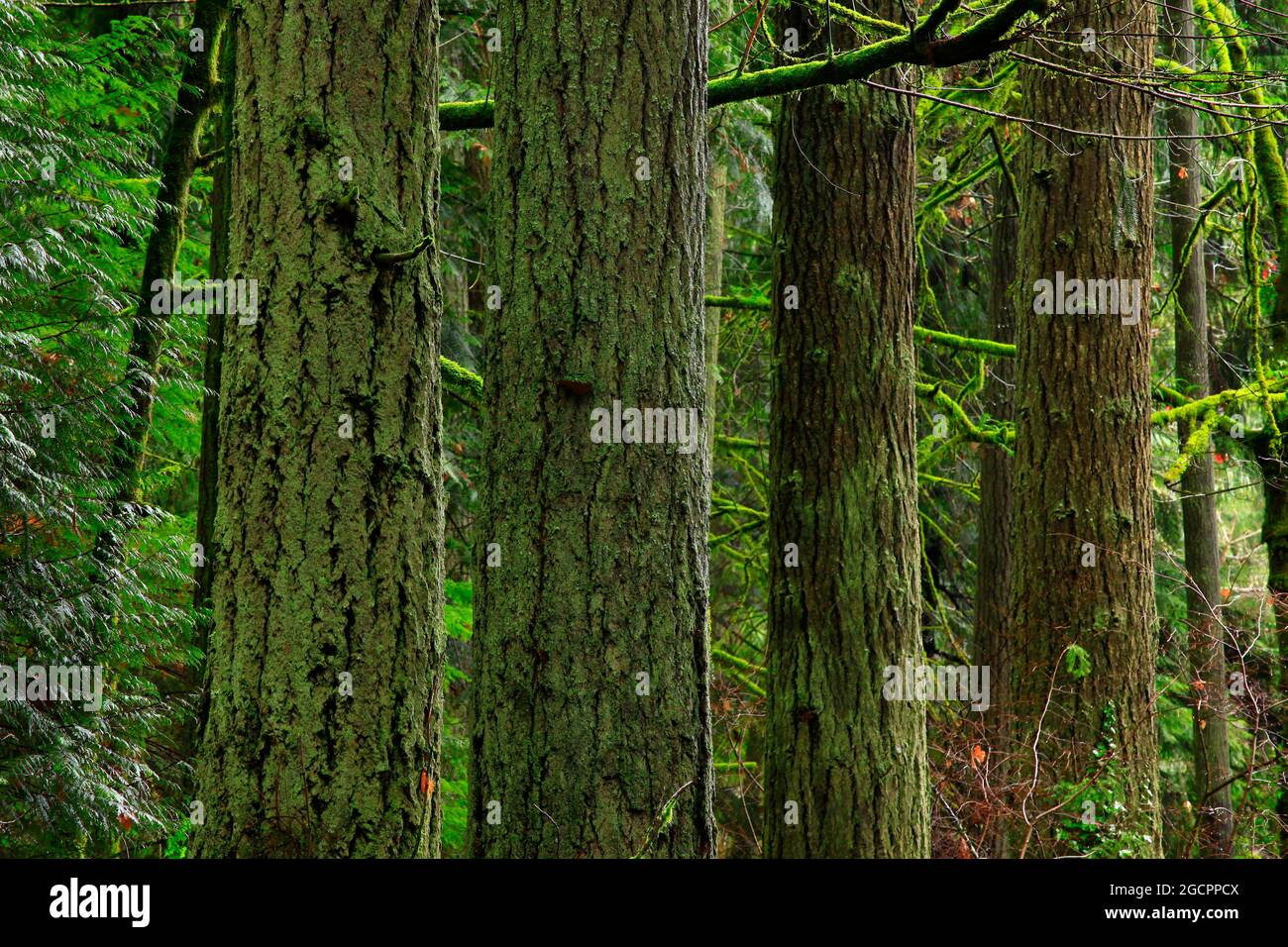 a exterior picture of an Pacific Northwest rainforest with old growth ...