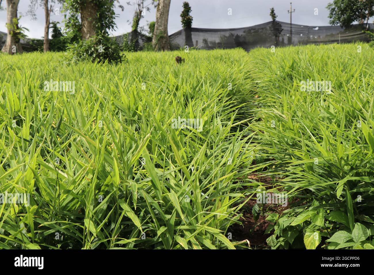 Fresh growing ginger or Zingiber officinale in a big agriculture land ...